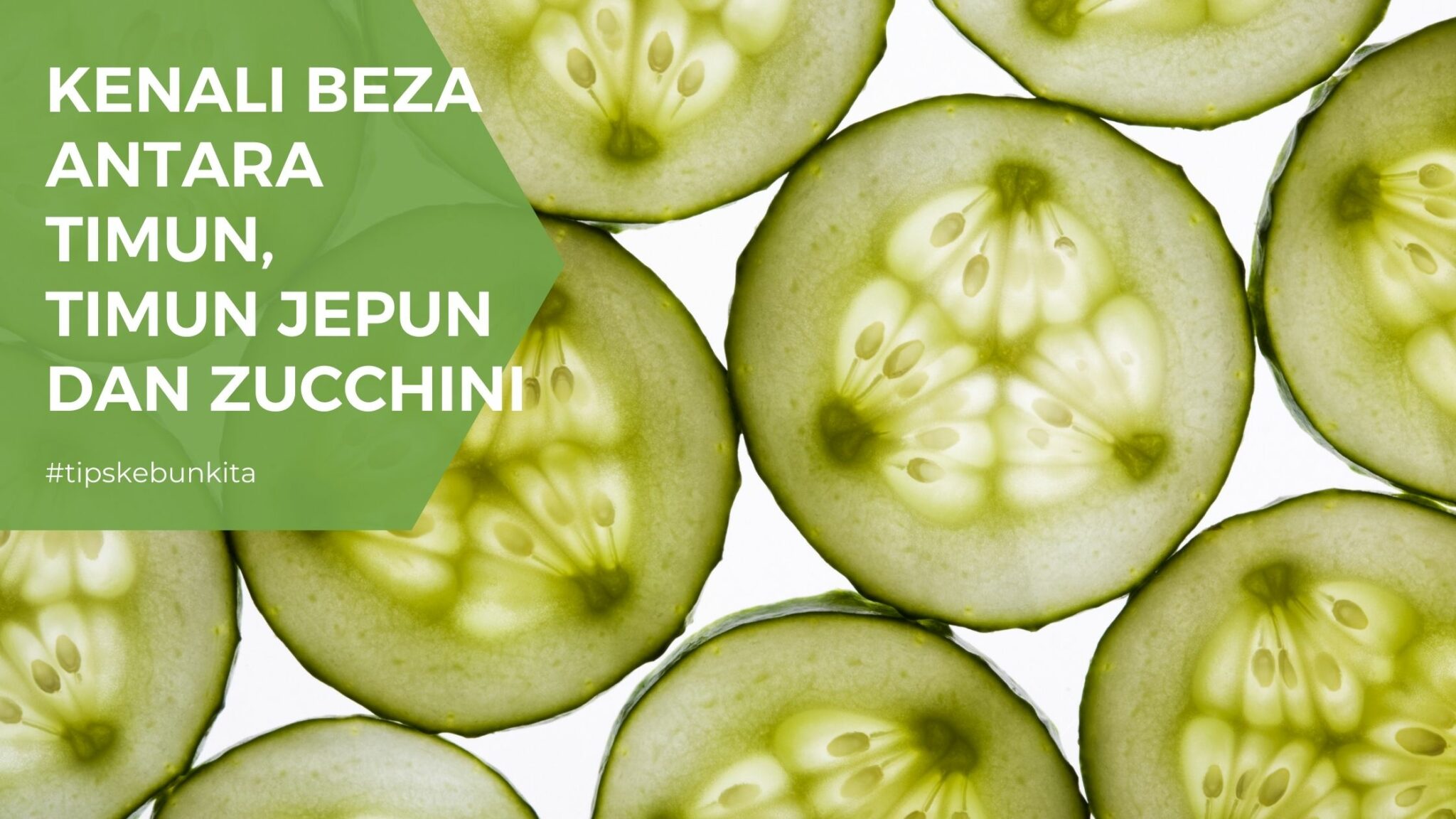 Beza Antara Timun, Timun Jepun dan Zucchini - Kebun Kita